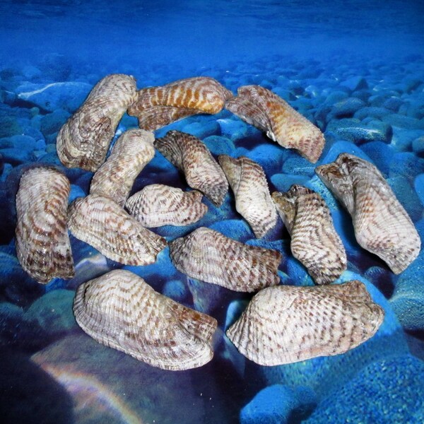 Turkey Wing Shells - Etsy