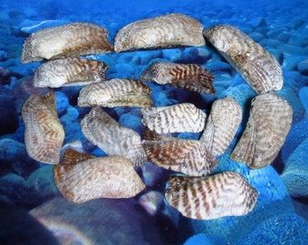 Turkey Wing Shells | Etsy