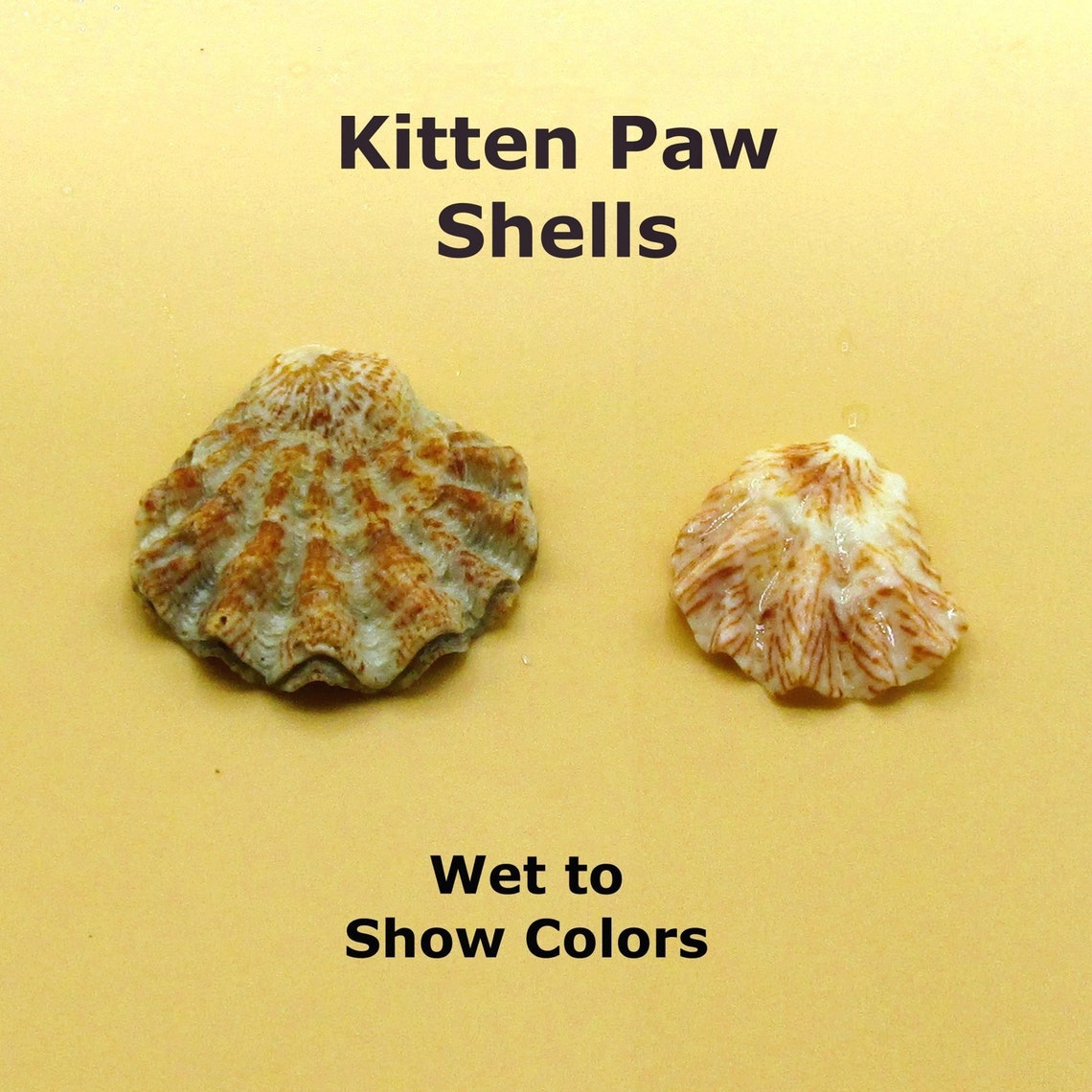 Kitten Paw Shells Real Seashells Natural Decorations X 25 | Etsy