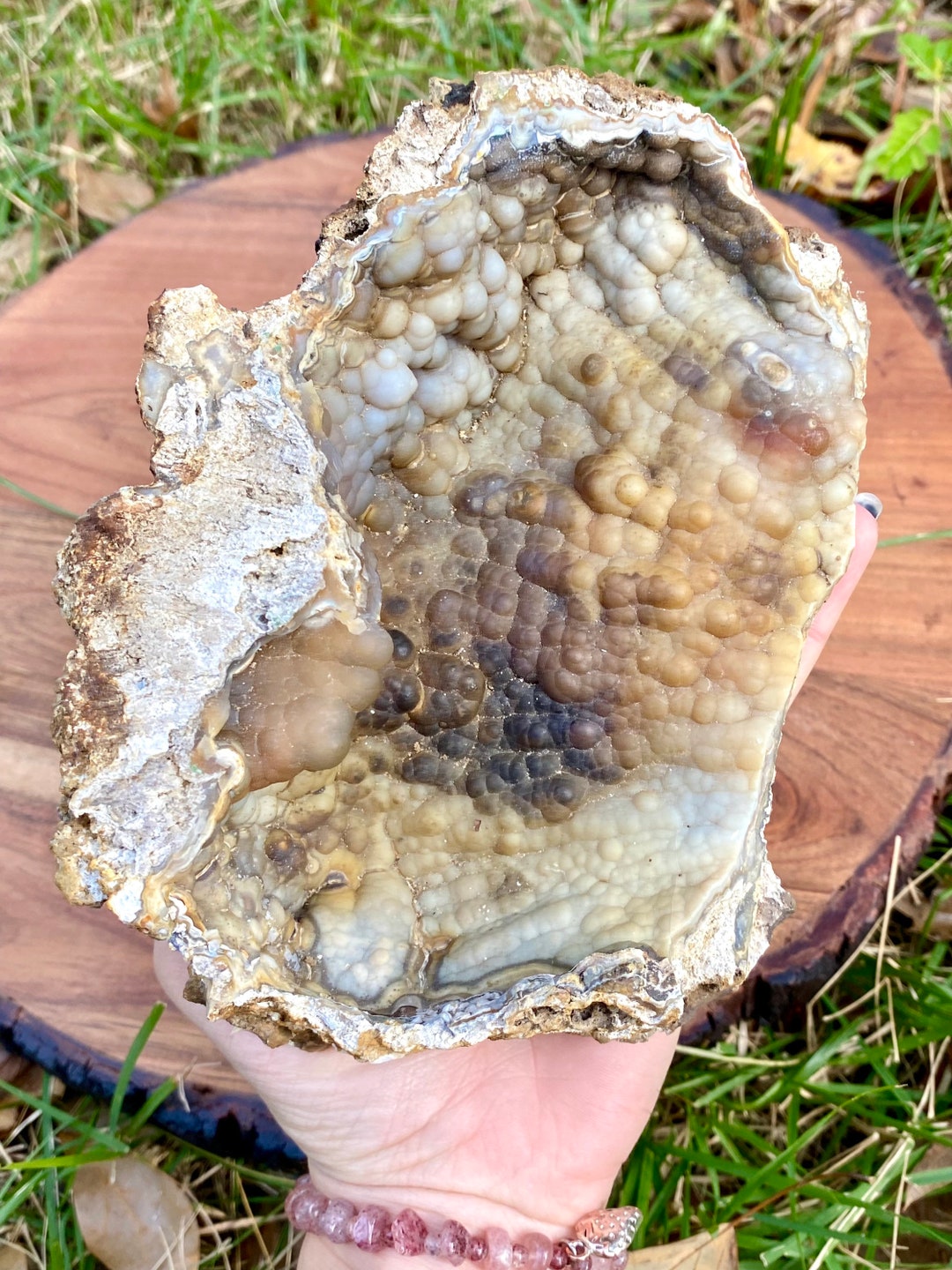 Agatized Coral Fossil Raw/rough Crystal Specimen From Withlacoochee ...