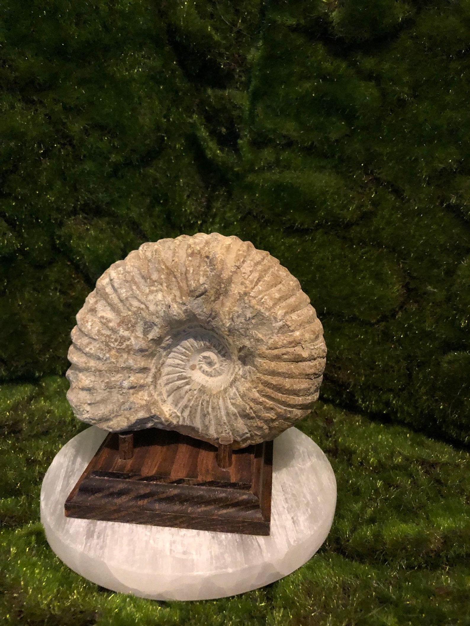 Goat Horn Ammonite Fossil Morocco About 360 Million Years Old - Etsy