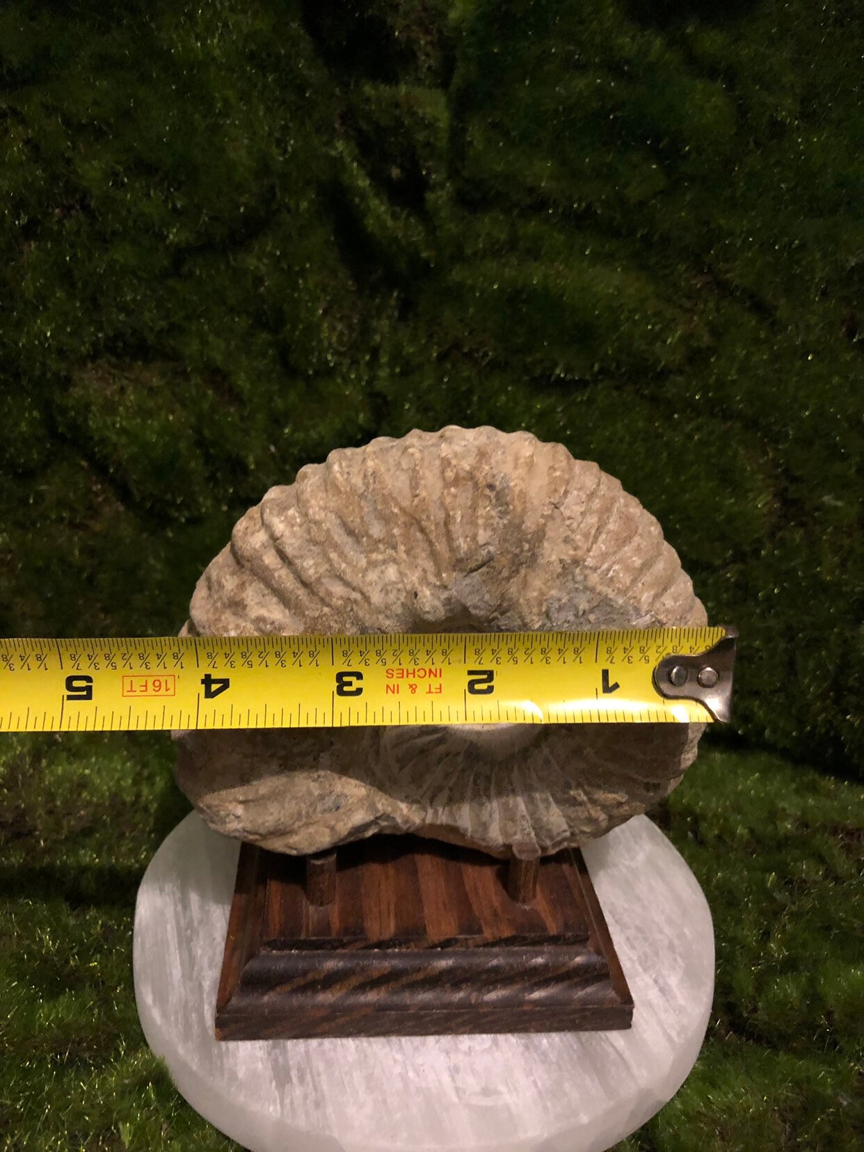 Goat Horn Ammonite Fossil Morocco About 360 Million Years Old - Etsy