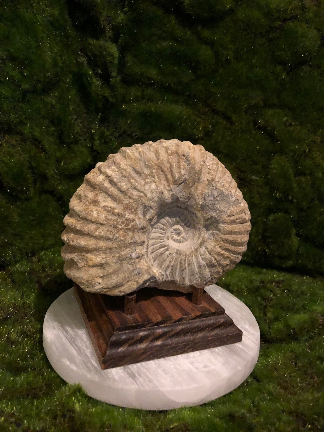 Goat Horn Ammonite Fossil Morocco About 360 Million Years Old - Etsy