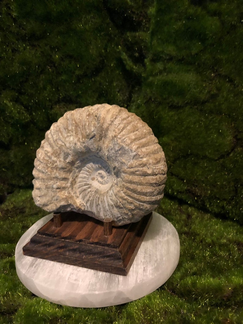 Goat Horn Ammonite Fossil Morocco About 360 Million Years Old - Etsy