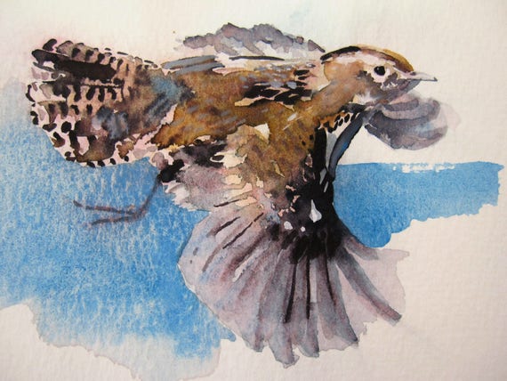 Wren In Flight