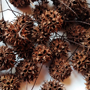 DECORATIVE DRIED PODS - Etsy