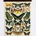 Vintage Butterfly Poster, Vintage Print, Curiosity Reproduction ...
