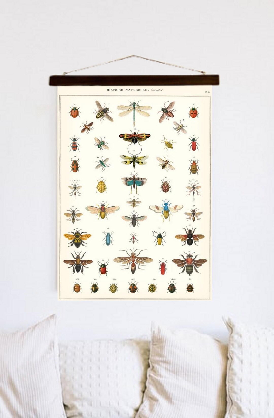 Vintage Insect Poster, Vintage Print, Curiosity Reproduction, Biology ...