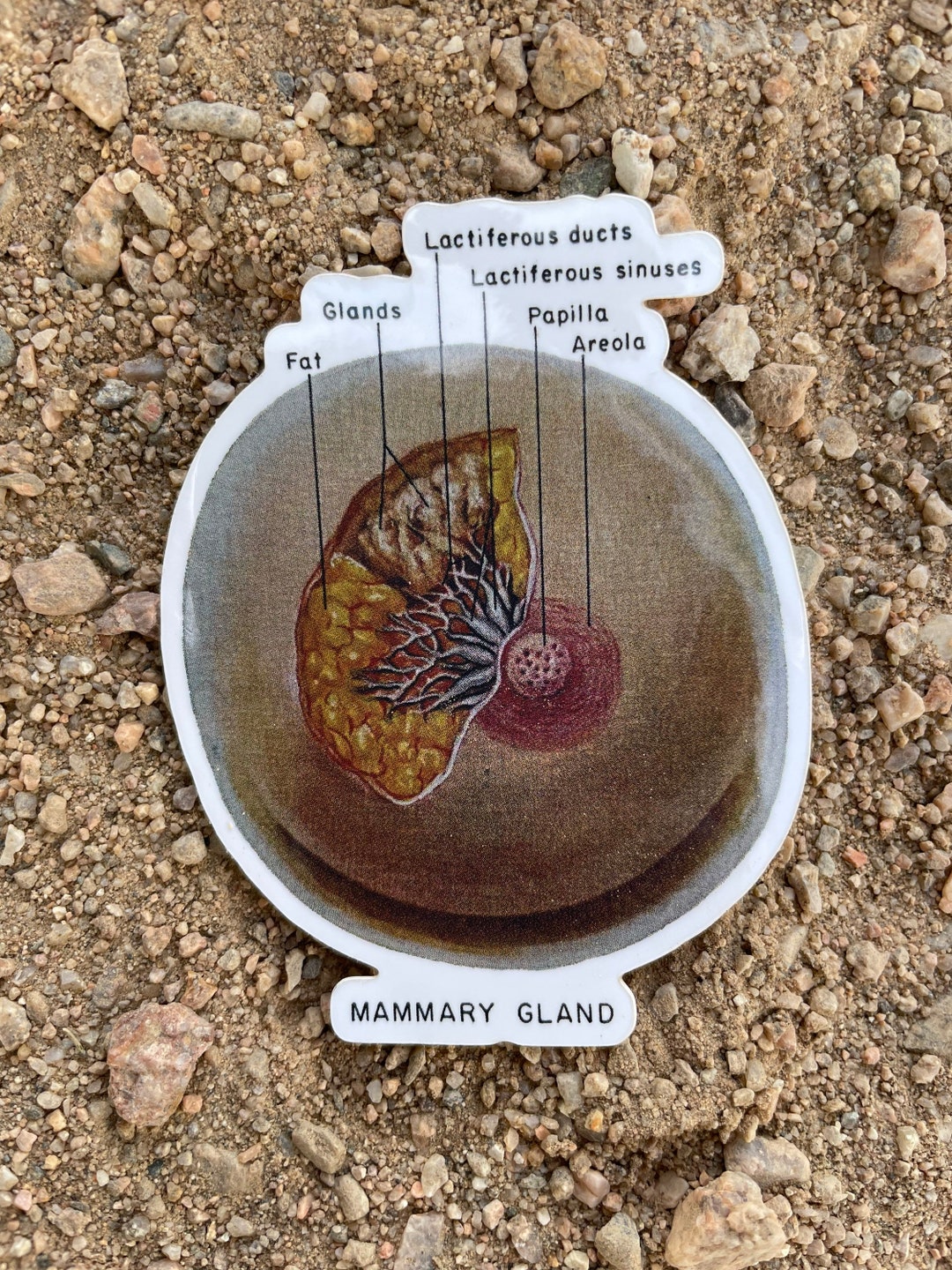 Medical Sticker | Biology Sticker | Vintage Anatomy Sticker | Laptop ...