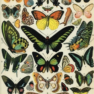 Vintage Butterfly Poster, Vintage Print, Curiosity Reproduction ...