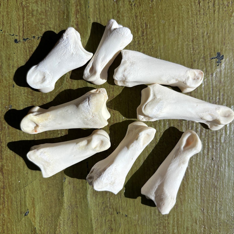 Animal Bones - Etsy