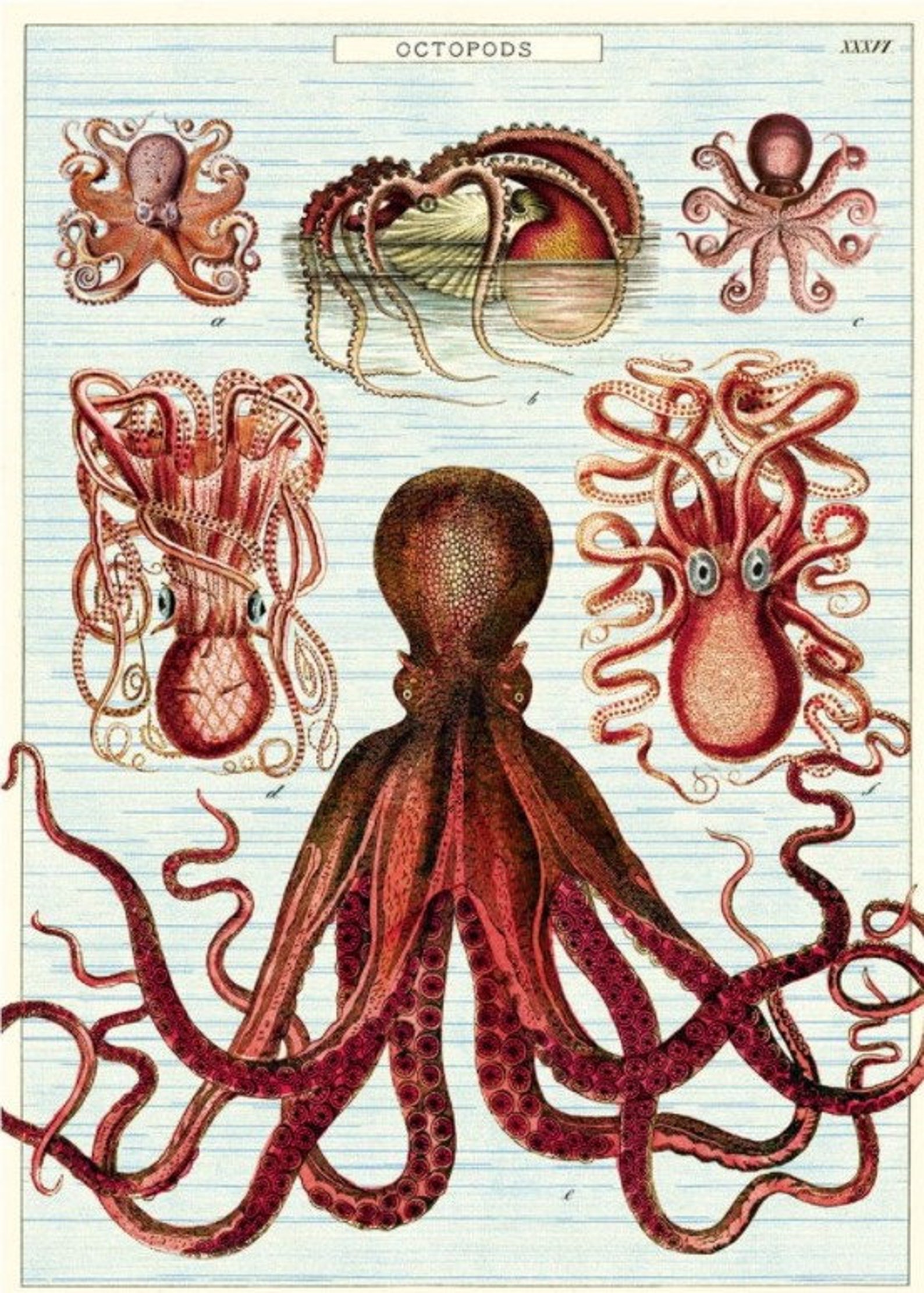 Vintage Octopus Poster Vintage Octopod Print Curiosity - Etsy