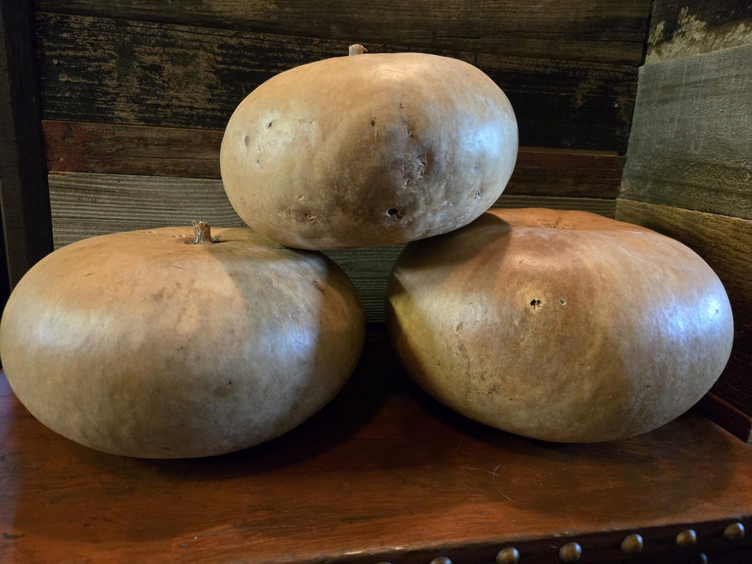 Set of (3) Canteen Gourds 7 1/2 - 8 1/2 Inch's Vintage Gourds Round ...