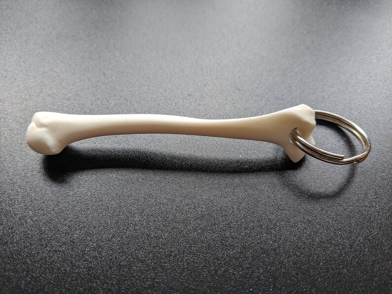 Anatomically Correct Large Humerus Key Ring Keychain Medical Medicine ...