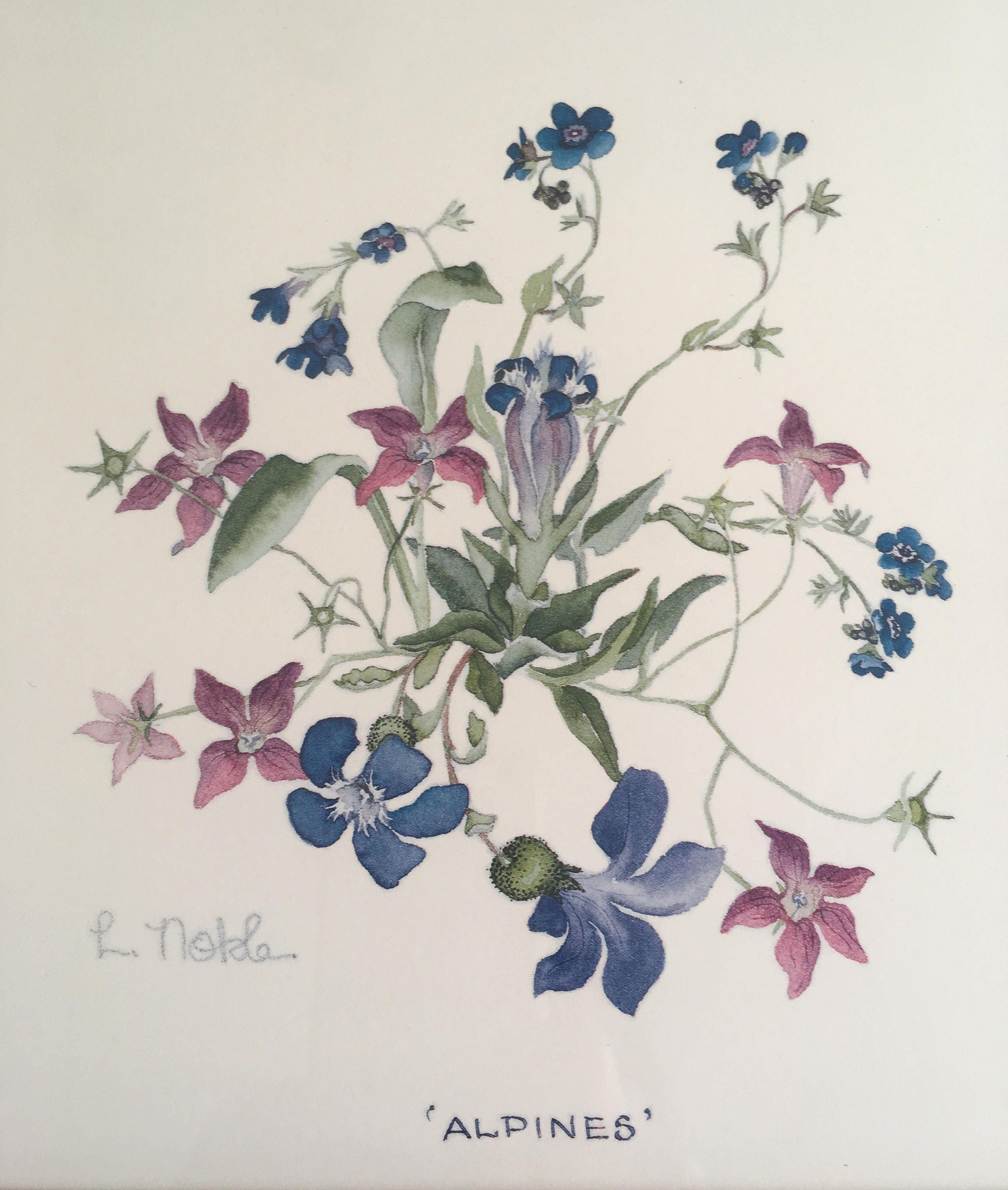 Botanical Print. Lyn Noble Print. Alpine Flowers. Watercolour. - Etsy