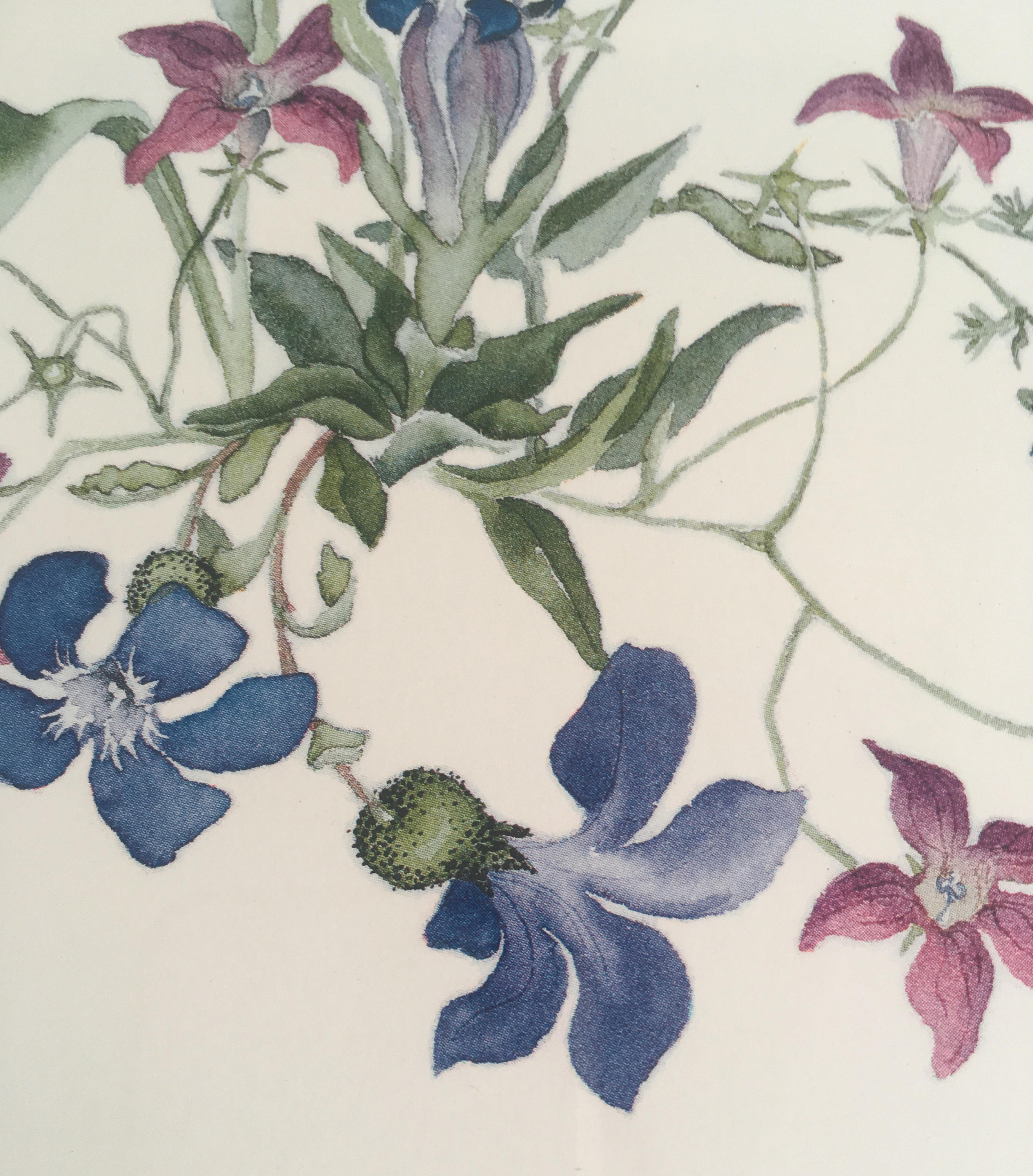 Botanical Print. Lyn Noble Print. Alpine Flowers. Watercolour. - Etsy