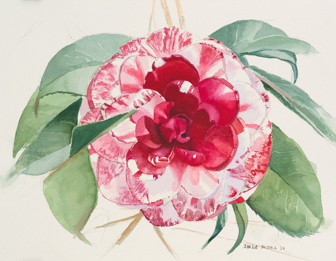 Kiku Toji Camellia Watercolor Print: Red and White Japonica - Etsy