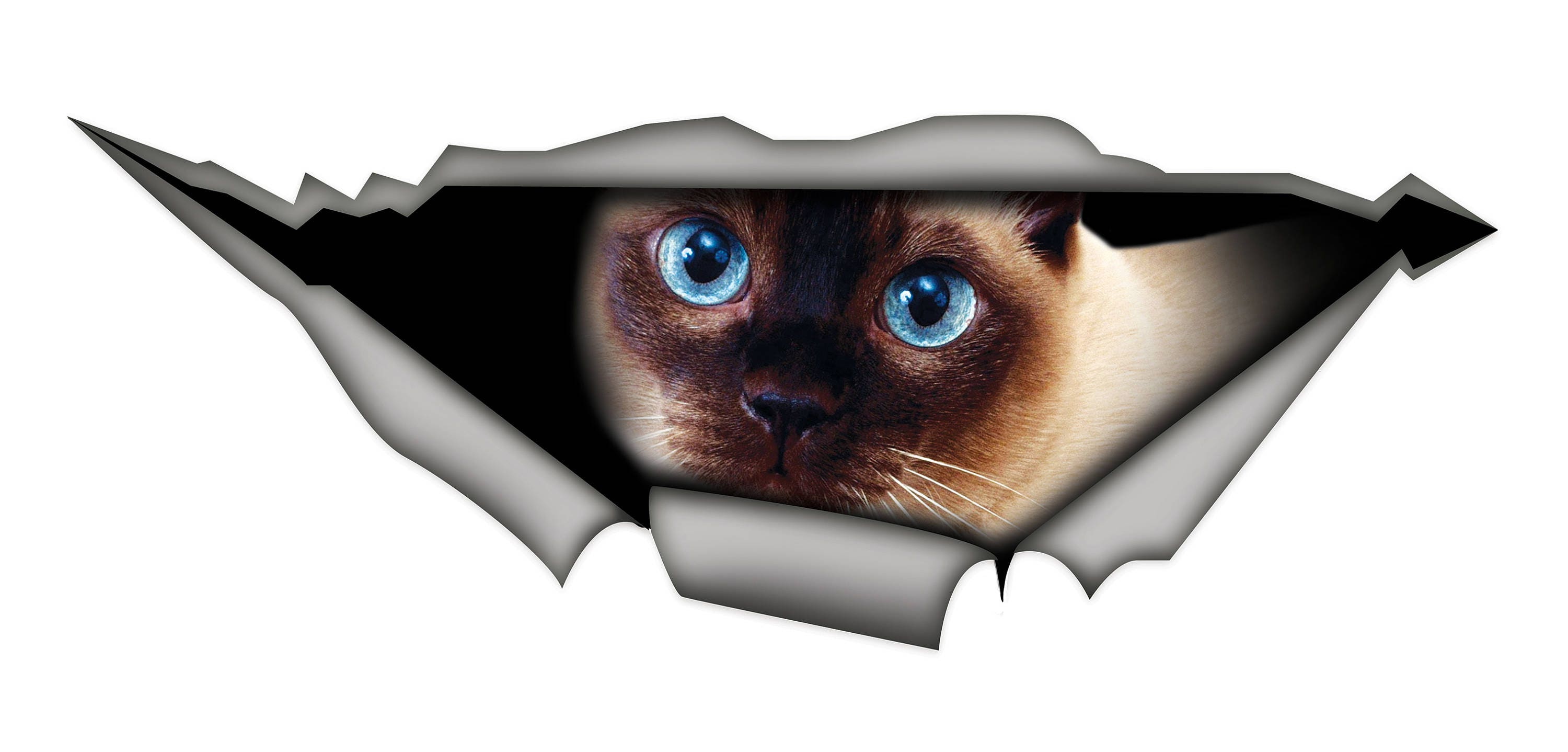 Siamese Cat Decal Funny Sticker Cat Car Sticker Siamese Cat - Etsy