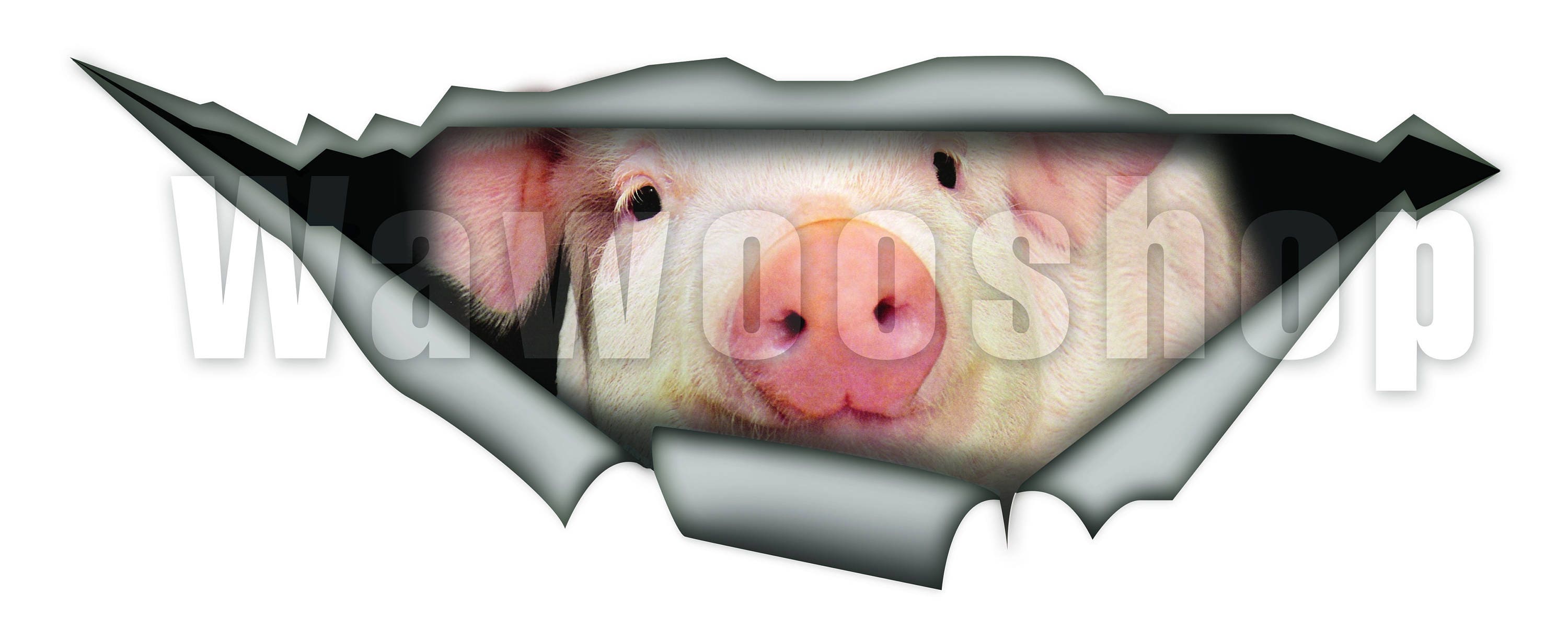 Pig Sticker Car Decal Vinyl Decal Car Decoration Pig - Etsy Australia