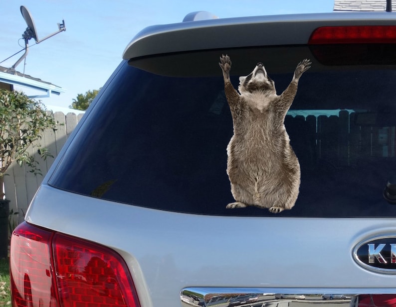 STICKER. Funny Raccoon window sticker animal decal 3D | Etsy
