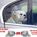 White Bulldog Window Sticker , 3D Sticker, Funny Sticker, White Bulldog ...