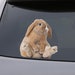 Rabbit Window Sticker, Car Sticker, Rabbit Car Decal - Etsy