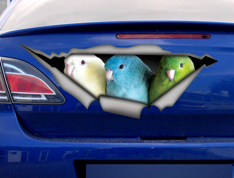 Parakeet Car Decal Funny Car Sticker Bird Decal Parakeets - Etsy
