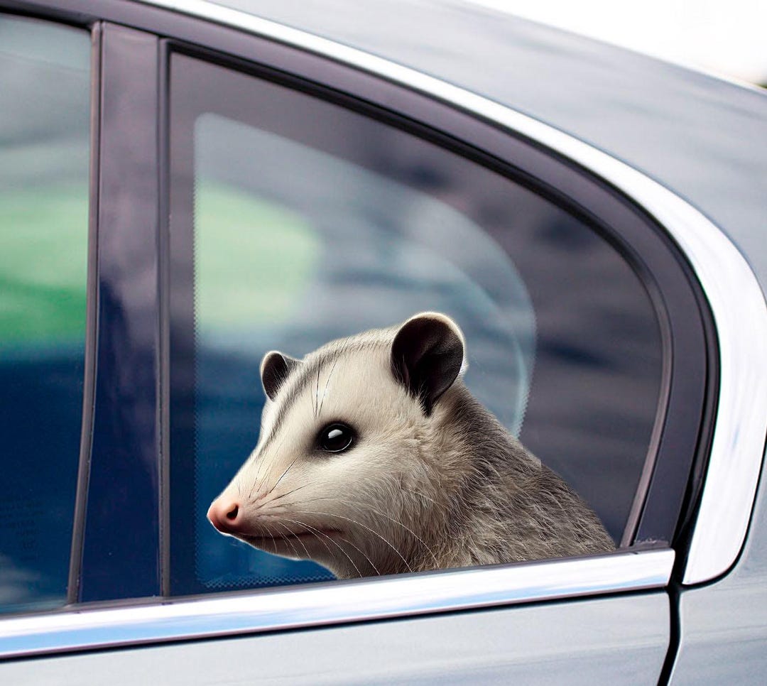 Opossum Car Sticker, Opossum Decal, Window Sticker - Etsy