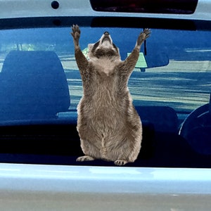 STICKER. Funny Raccoon Window Sticker , Animal Decal, 3D Sticker, Funny ...