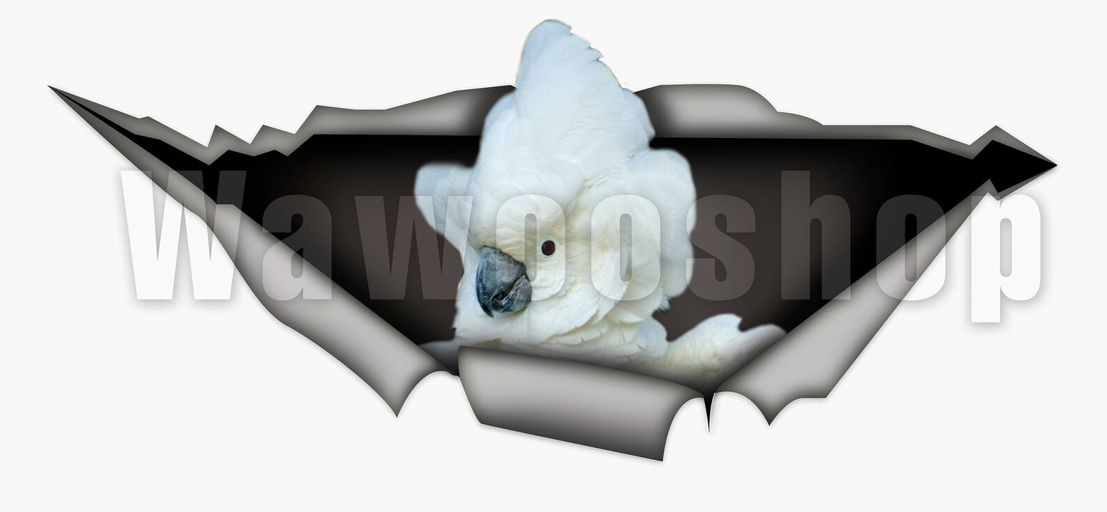 Umbrella Cockatoo Decal Parrot Decal Bird Sticker Cockatoo - Etsy