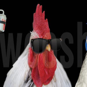 STICKER, Chickens & Rooster Window Sticker, 16,3x7,8 Inch, Car Sticker ...