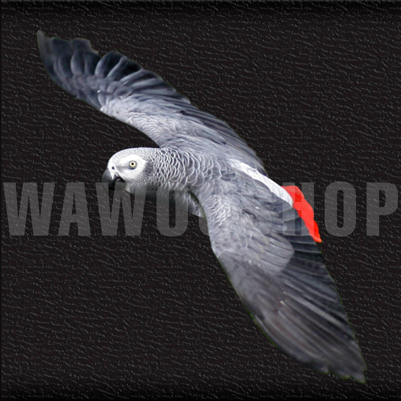 MAGNET African Grey Magnet 106x32 Inch Parrot Magnet - Etsy