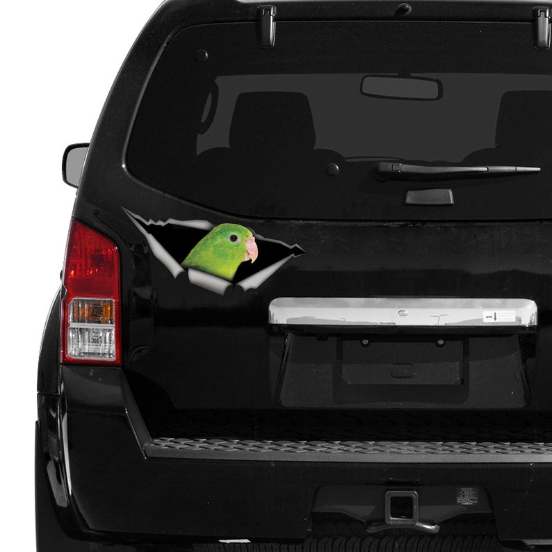 Parrotlet Female Car Decal, Parrotlet Magnet, Parrotlet Decal, Parrot ...