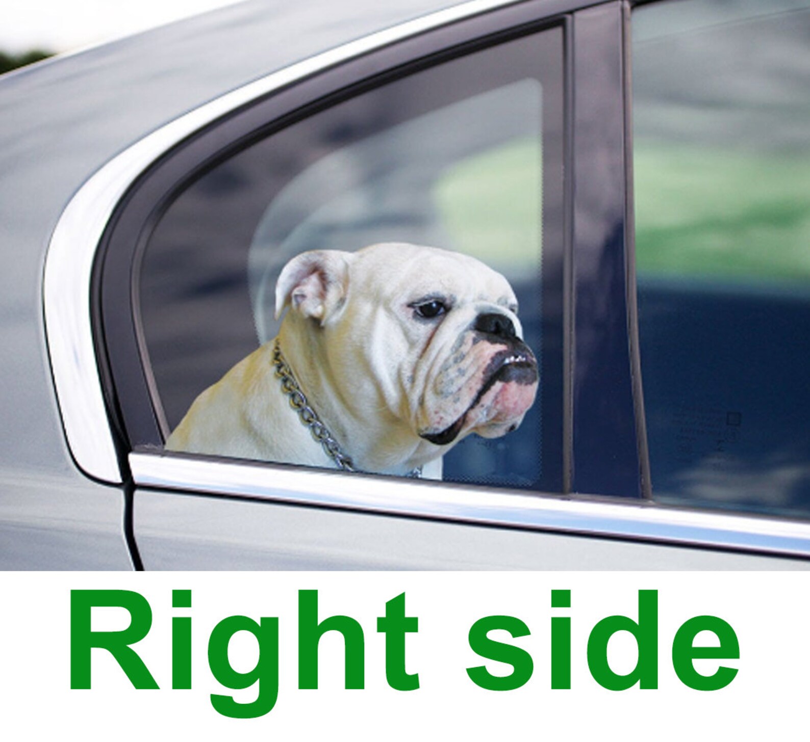 White Bulldog Window Sticker 3D Sticker Funny Sticker | Etsy