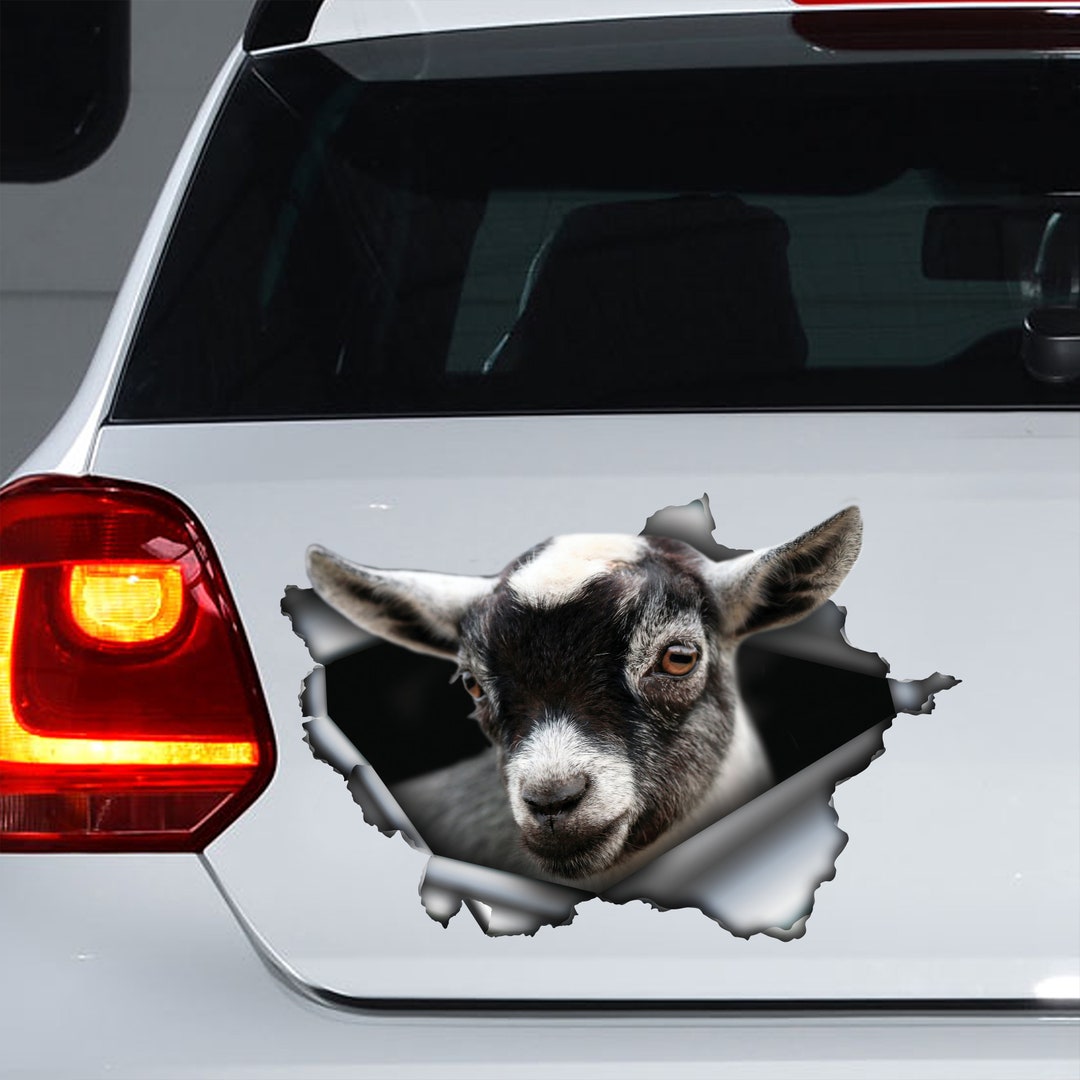 Pygmy Goat Kid Decal, Pygmy Goat Kid Magnet, Pygmy Goat Car Sticker ...