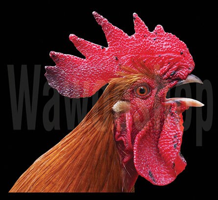 STICKER Rooster Window Sticker Car Sticker Rooster Car - Etsy