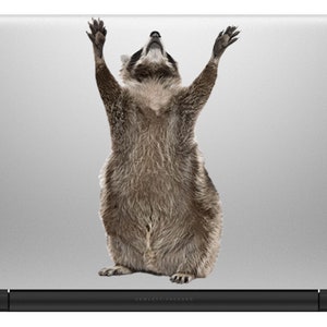 STICKER. Funny Raccoon Window Sticker , Animal Decal, 3D Sticker, Funny ...