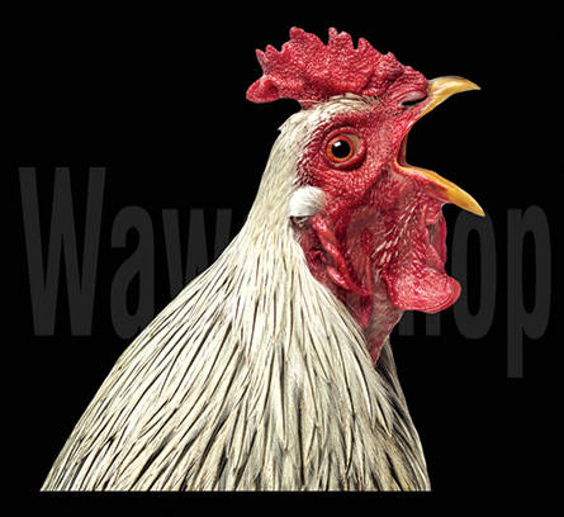 STICKER Chicken Window Sticker Car Sticker Chicken Car | Etsy