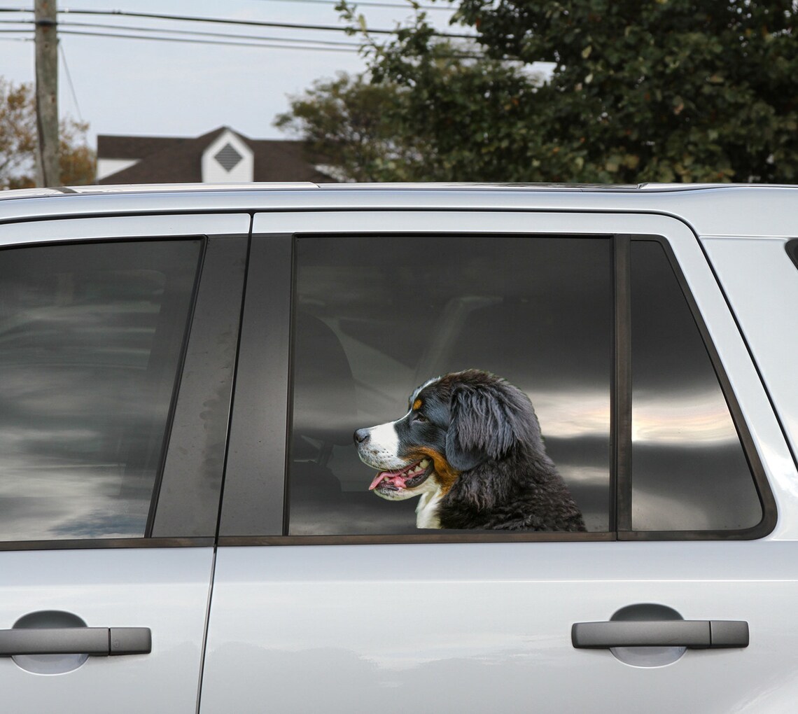 Bernese Mountain Dog Car Window Sticker , 3D Sticker, Bernese Mountain ...