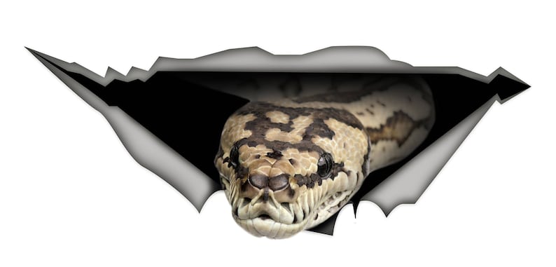 Tiger Python Car Decal Vinyl Decal Car Decoration Snake - Etsy