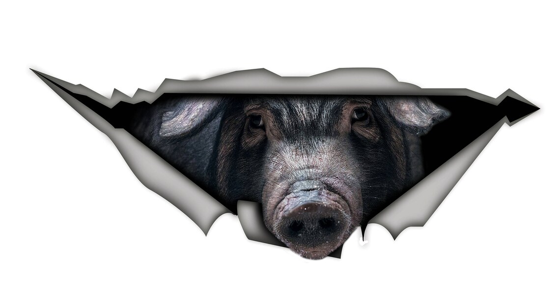 Decal Black Pig Car Decal Farm Decal Black Pig Sticker | Etsy
