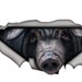 Decal Black Pig Car Decal Farm Decal Black Pig Sticker - Etsy