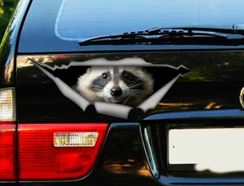 Raccoon Car Decal, Raccoon Magnet, Funny Sticker, Raccon Sticker - Etsy