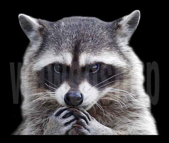 Angry Raccoon Face