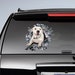 White Pitbull Window Sticker , Car Decoration, Window Pet Sticker ...