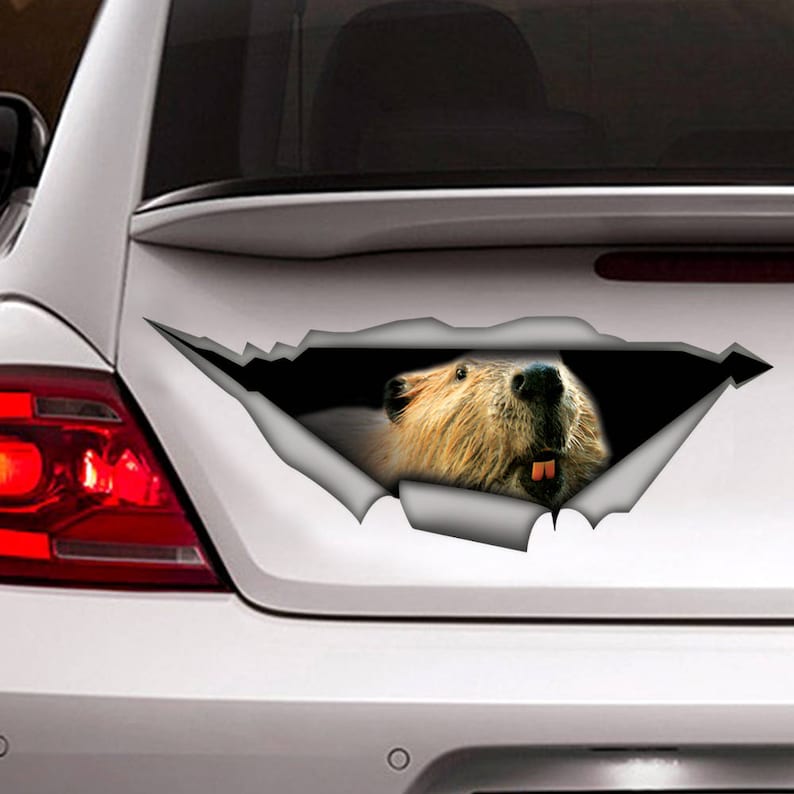 Beaver Car Sticker, Beaver Magnet, Beaver Decal, Animal Sticker - Etsy
