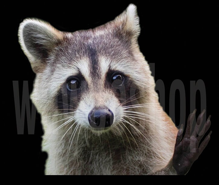 Raccoon Window Sticker Animal Decal 3D Sticker Vinyl - Etsy