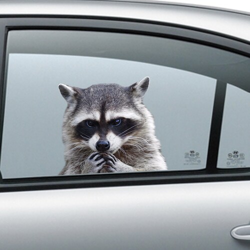 Angry Raccoon Window Sticker 3D Sticker Funny Sticker - Etsy