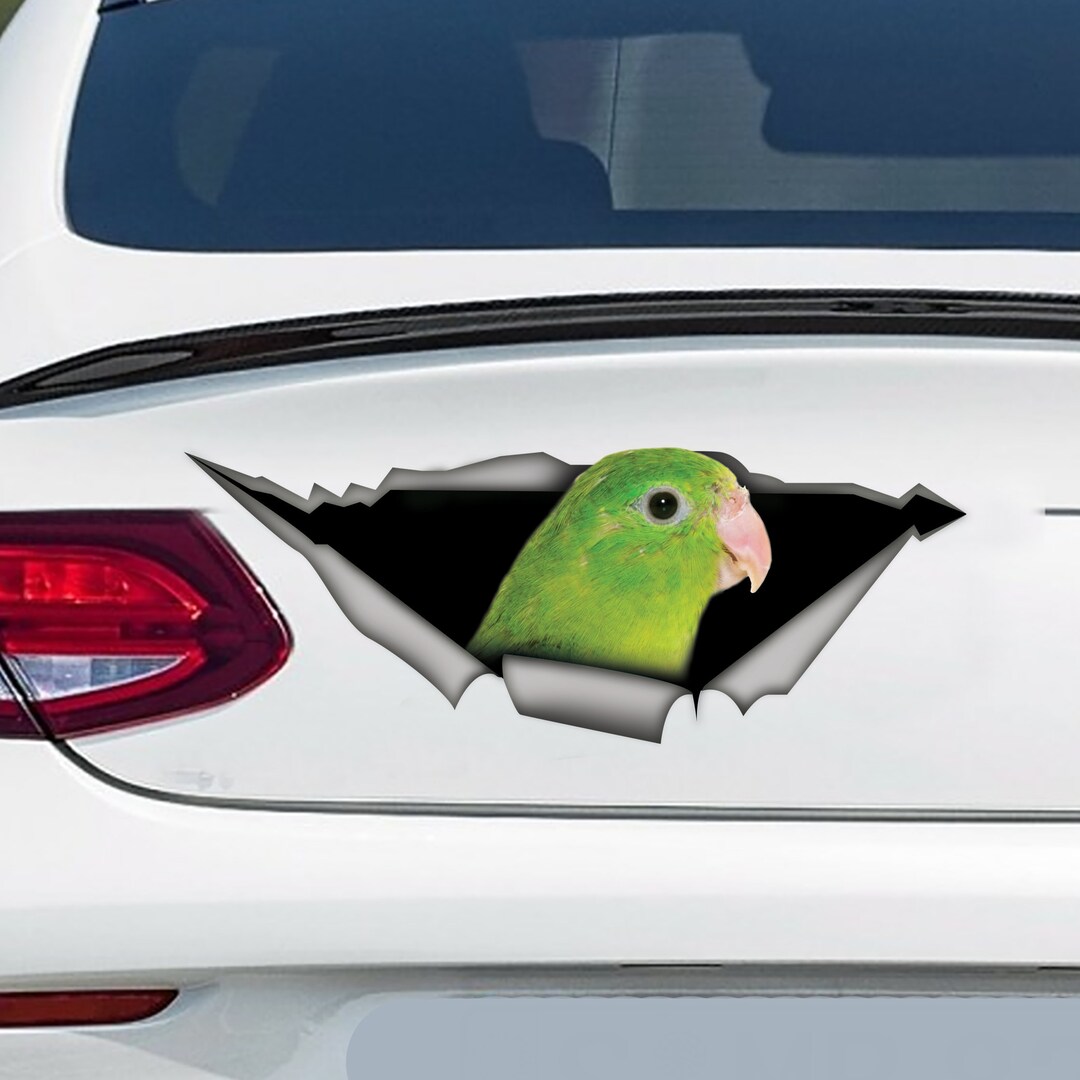 Parrotlet Female Car Decal, Parrotlet Magnet, Parrotlet Decal, Parrot ...