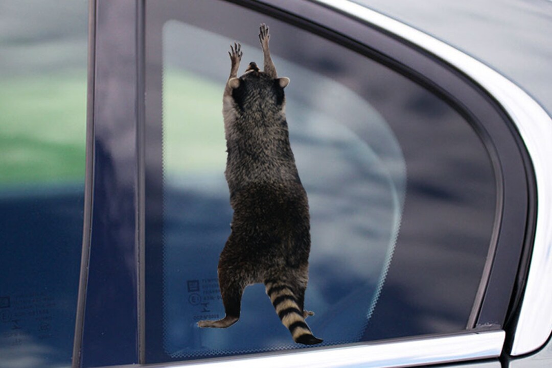 STICKER. Raccoon Window Sticker , Animal Decal, 3D Sticker, Funny ...